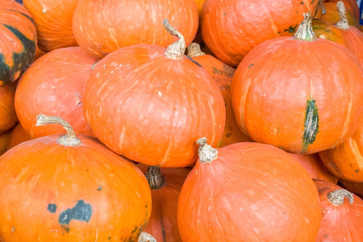 The Culinary Use Of Japanese Squash And Pumpkins