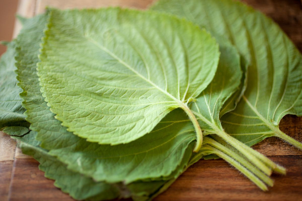 Shiso: The Herb That Colors And Flavors Japanese Dishes